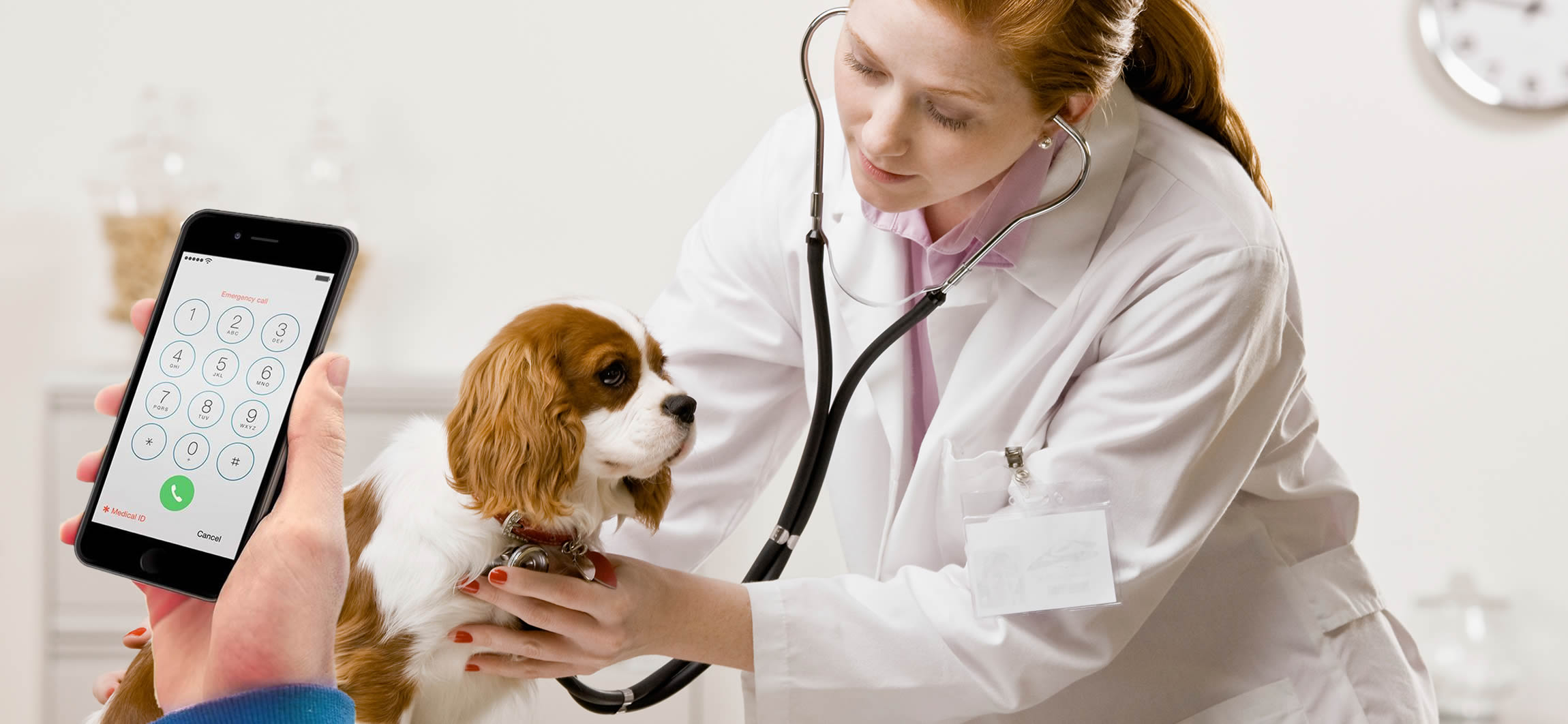 Contact McGrath Vets in Market Street Tralee County Kerry